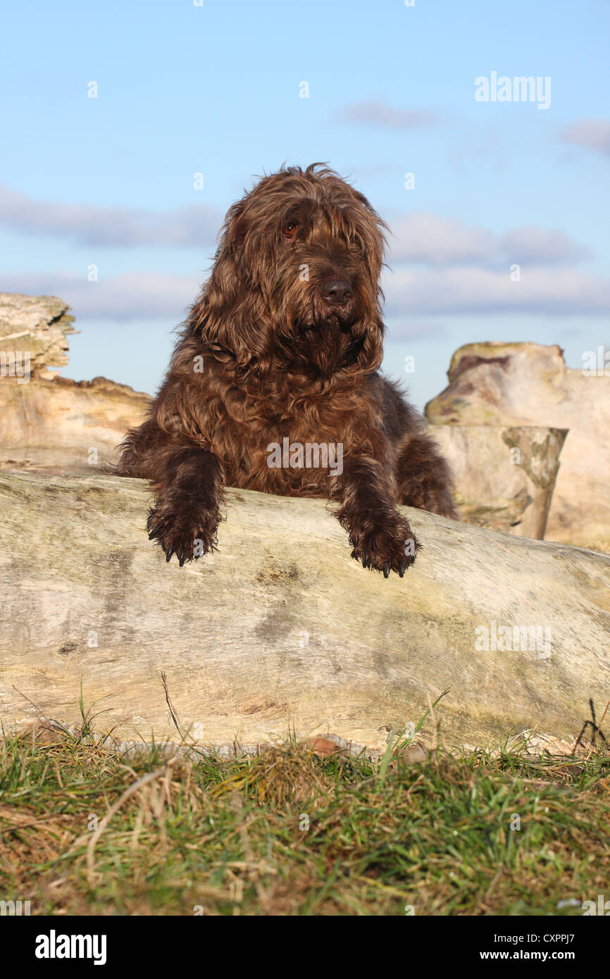 German long haired pointing dog hi-res stock photography and images - Alamy