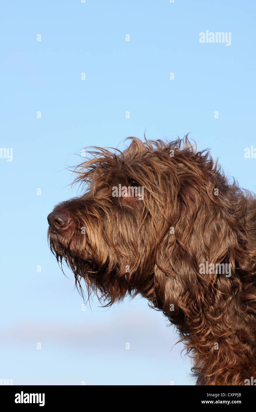 Pudelpointers hi-res stock photography and images - Alamy