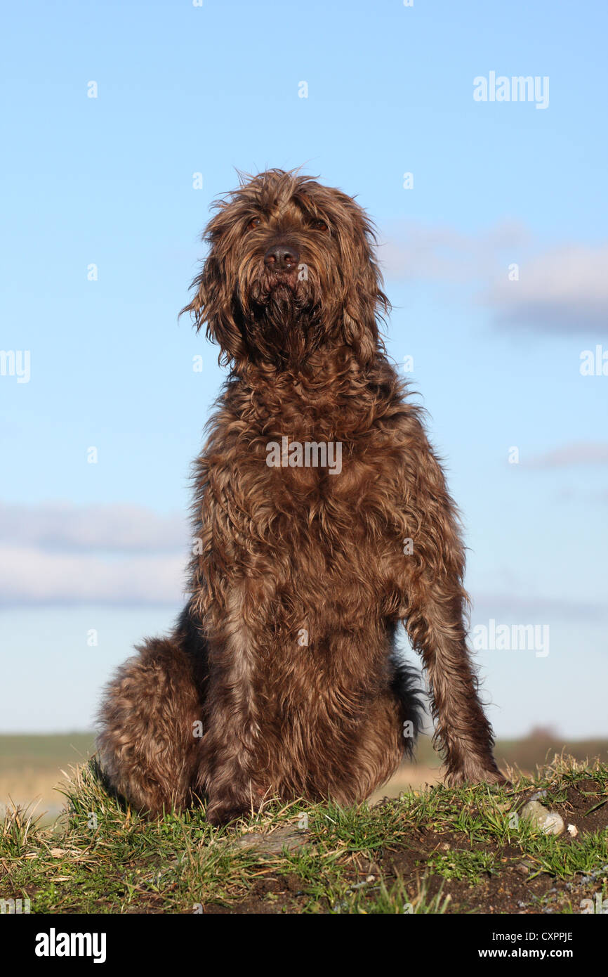 Pudelpointers hi-res stock photography and images - Alamy