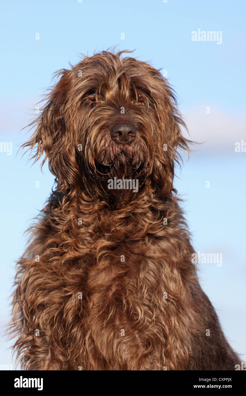 Pudelpointer Portrait Stock Photo - Alamy