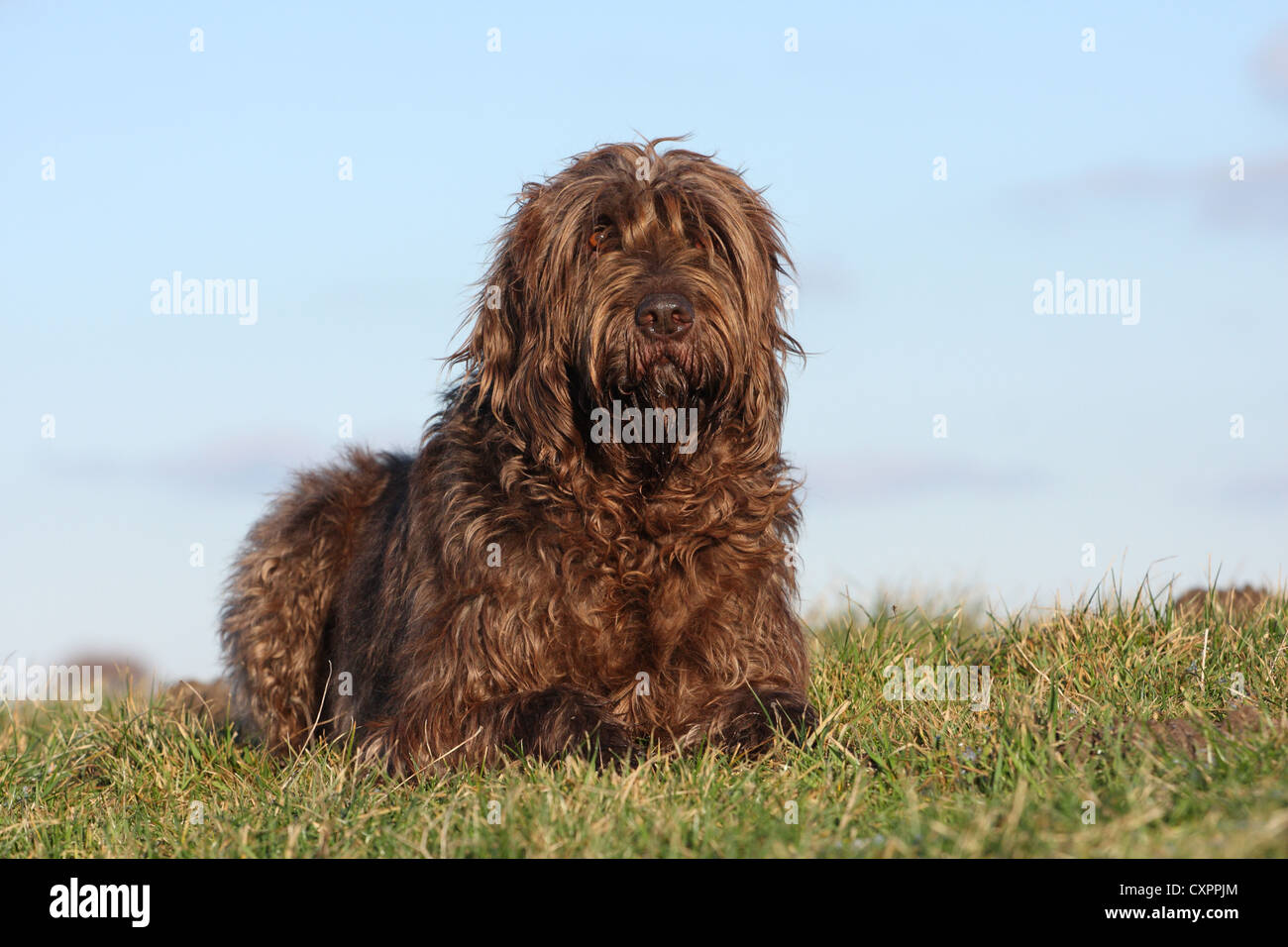 Pudelpointers hi-res stock photography and images - Alamy