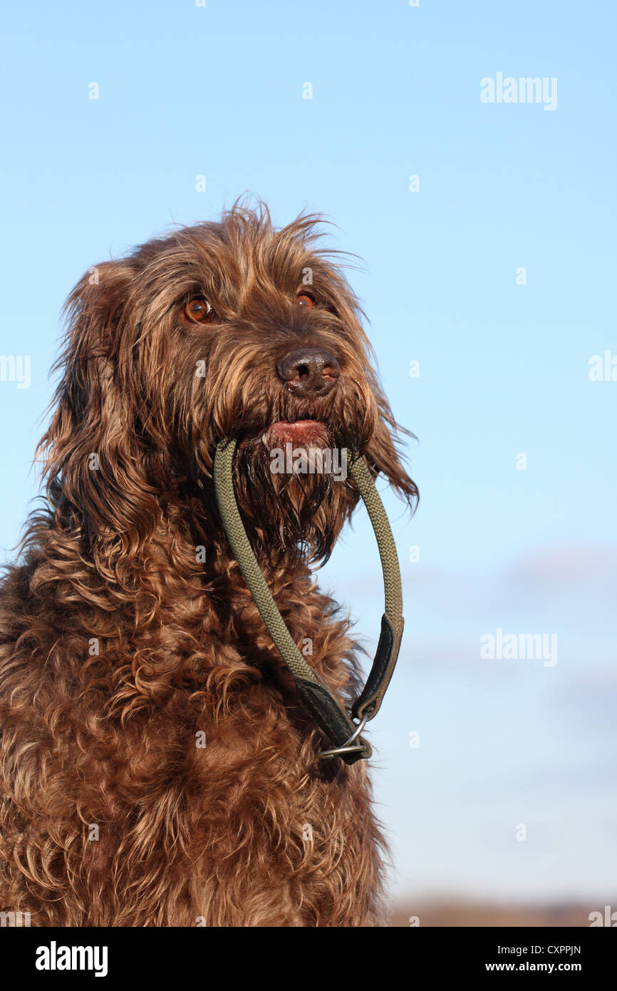 German long haired pointing dog hi-res stock photography and images - Alamy