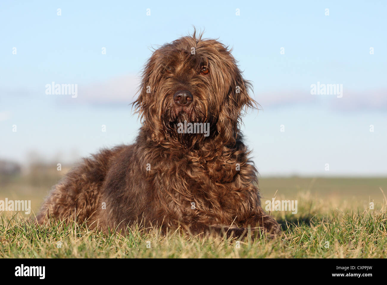 Pudelpointers hi-res stock photography and images - Alamy
