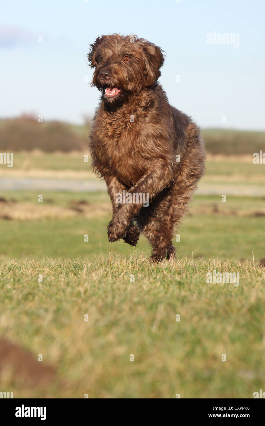 German long haired pointing dog hi-res stock photography and images - Alamy