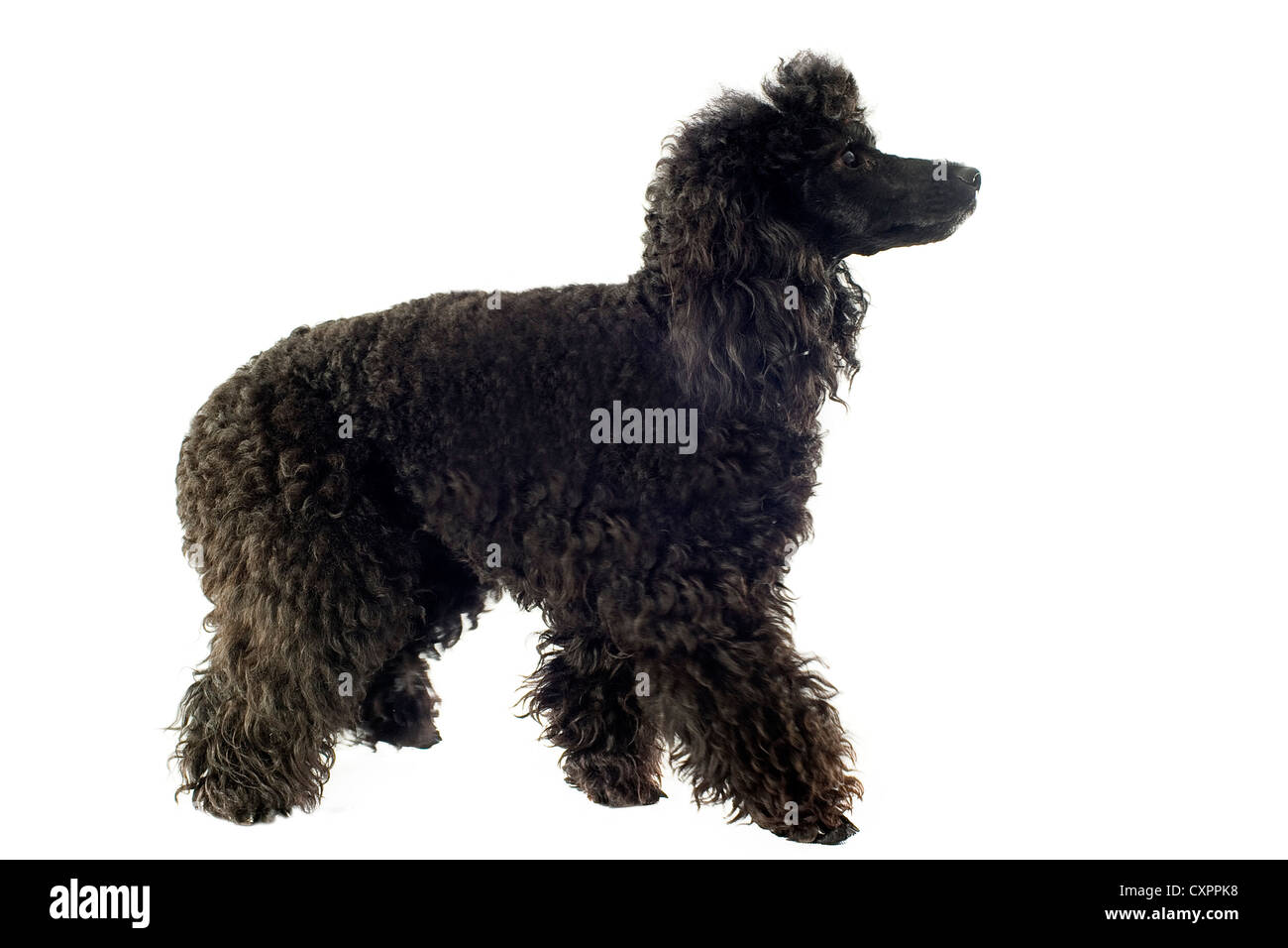 beautiful purebred poodle in front of a white background Stock Photo ...