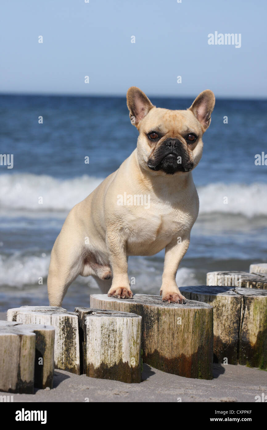 standing French Bulldog Stock Photo - Alamy
