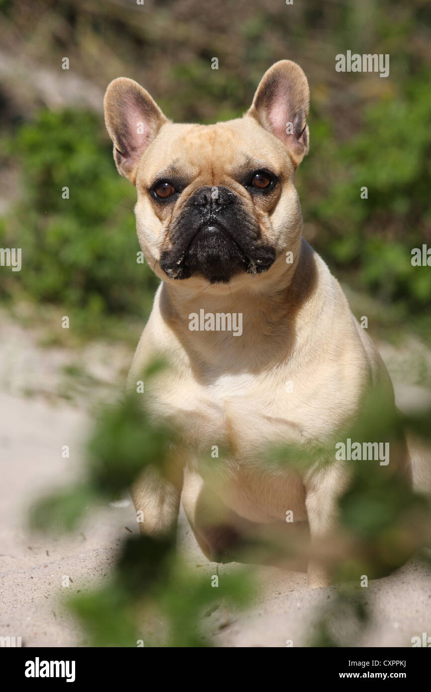 sitting French Bulldog Stock Photo - Alamy