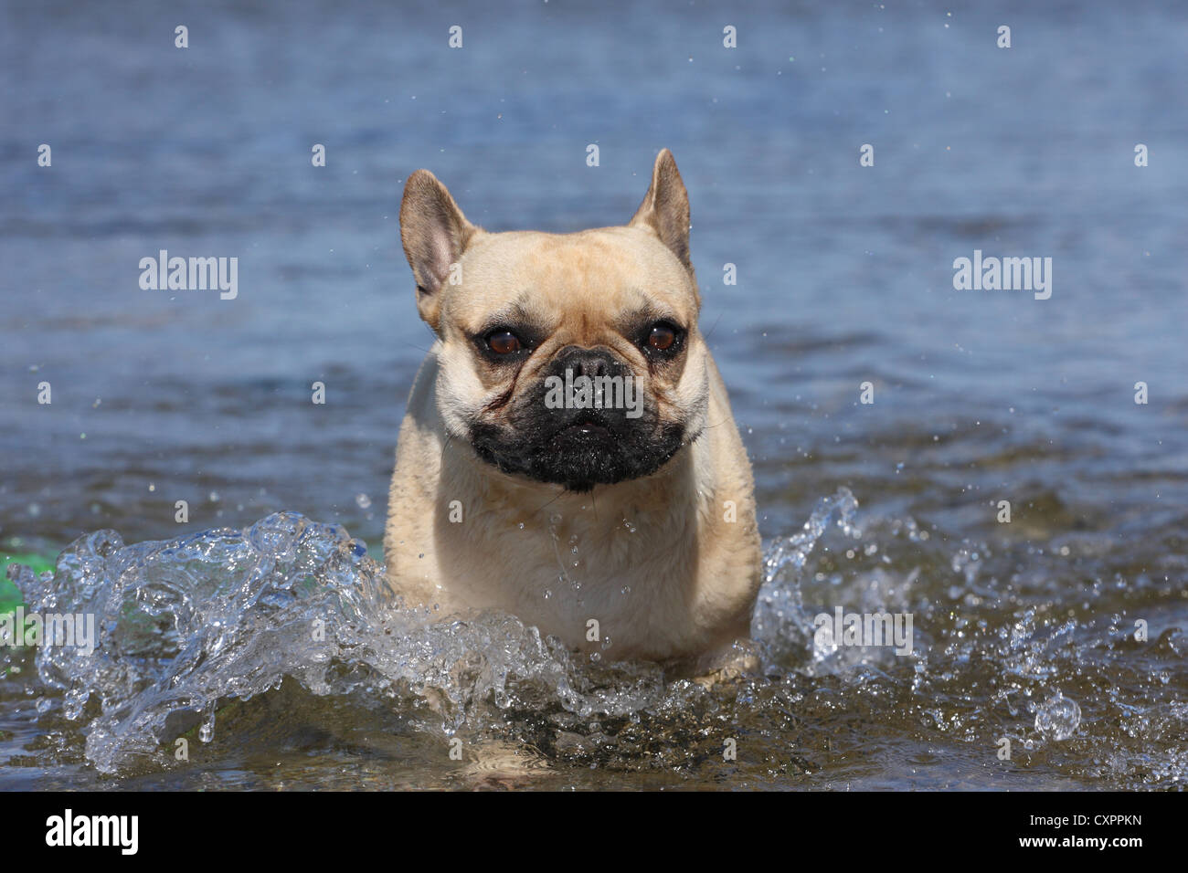 French Bulldog in water Stock Photo - Alamy