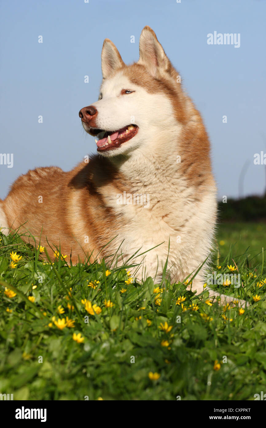 Red husky hi-res stock photography and images - Alamy