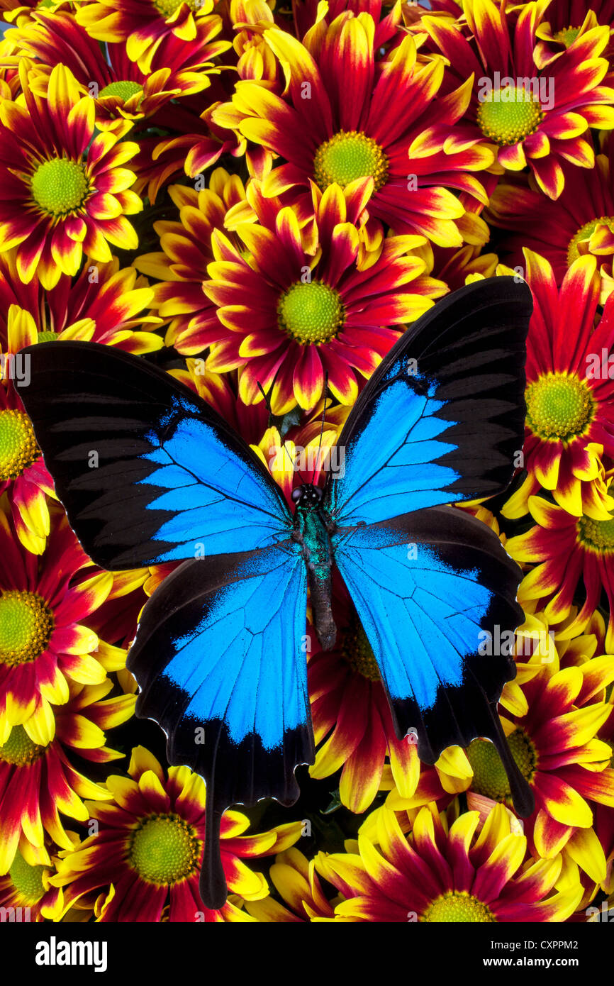 Blue butterfly on yellow red mums Stock Photo - Alamy
