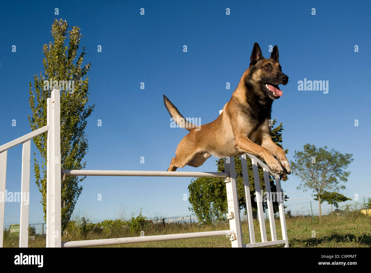 Belgian malinois shepherd dog jumping hi-res stock photography and ...