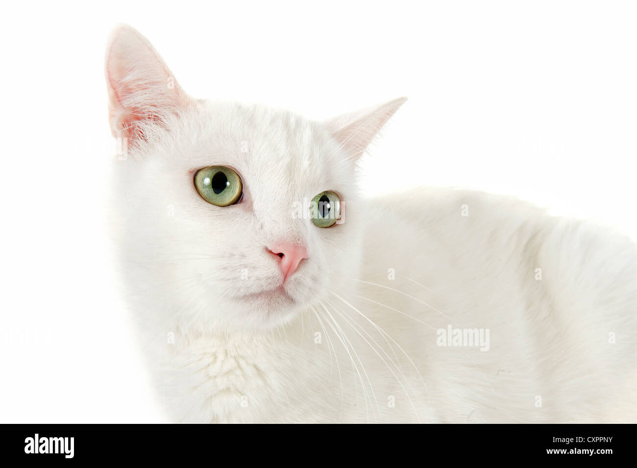 white cat in front of white background Stock Photo - Alamy
