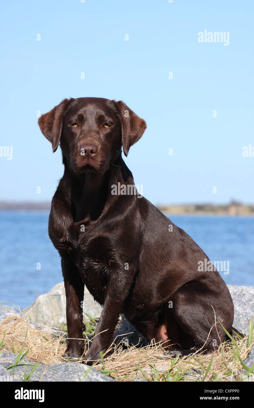 brown Labrador Retriever Stock Photo - Alamy