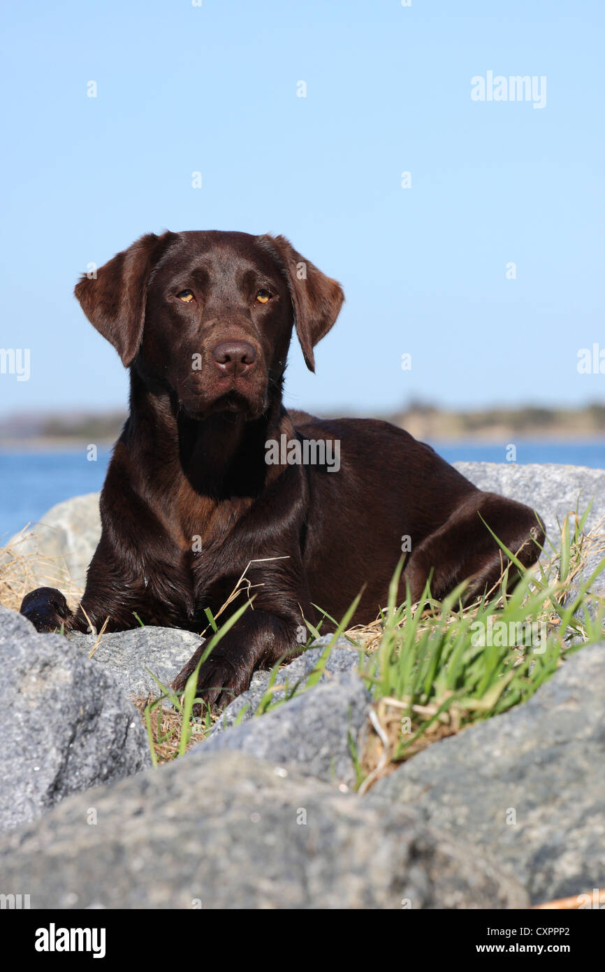 brown Labrador Retriever Stock Photo - Alamy