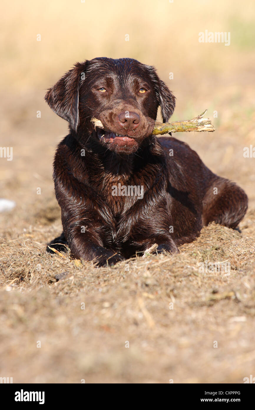 brown Labrador Retriever Stock Photo - Alamy