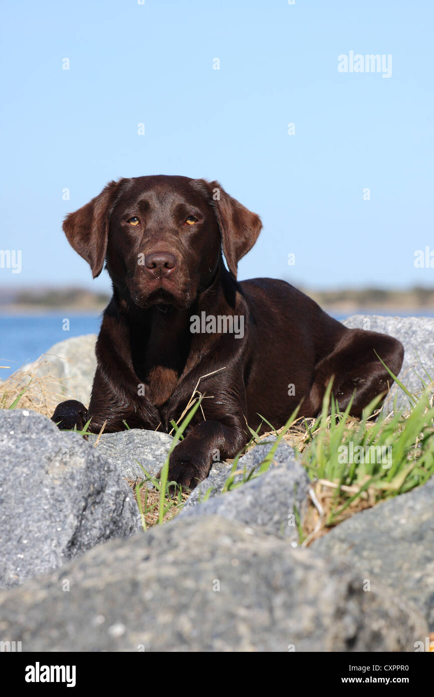 brown Labrador Retriever Stock Photo - Alamy