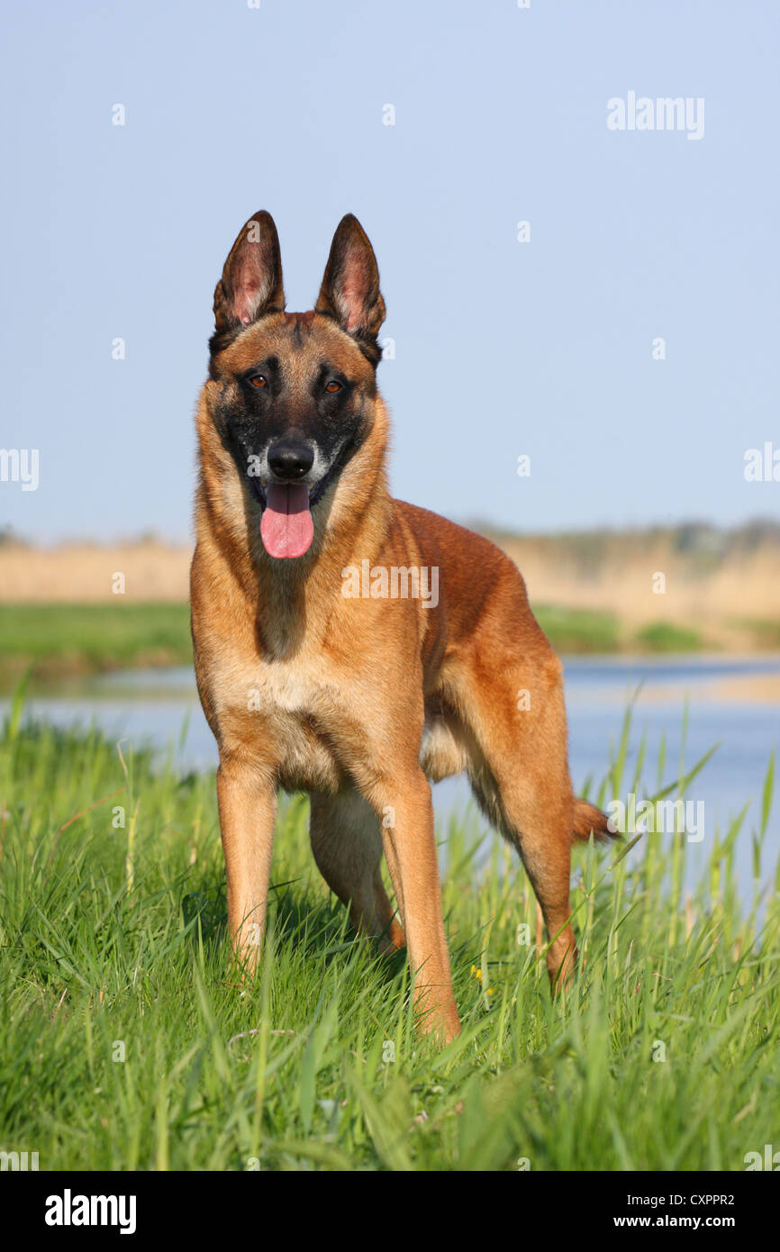 Malinois hi-res stock photography and images - Alamy
