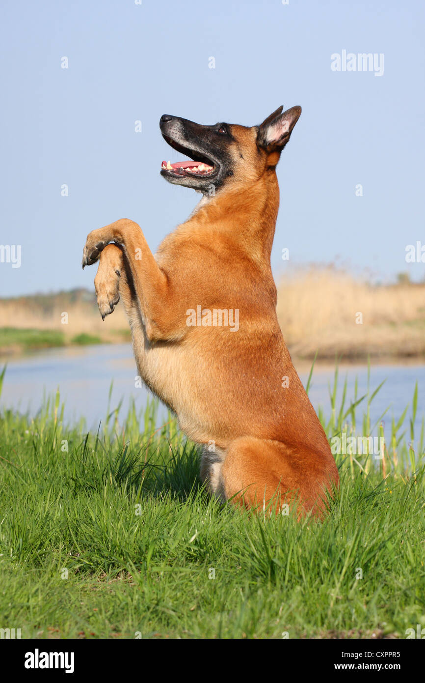Belgian malinois sitting hi-res stock photography and images - Alamy
