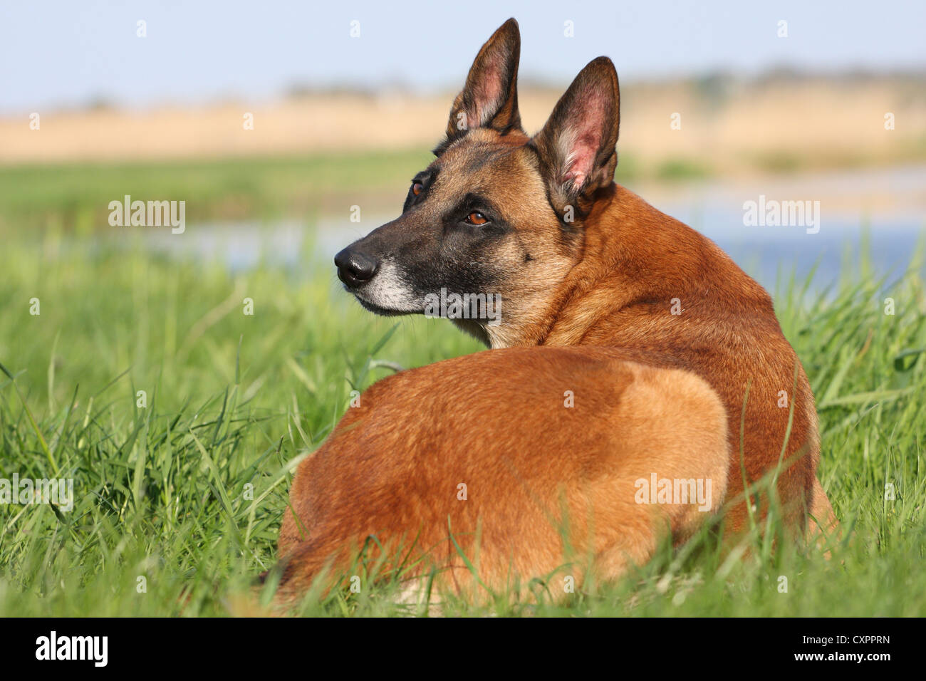 Belgian malinois malinois hi-res stock photography and images - Alamy