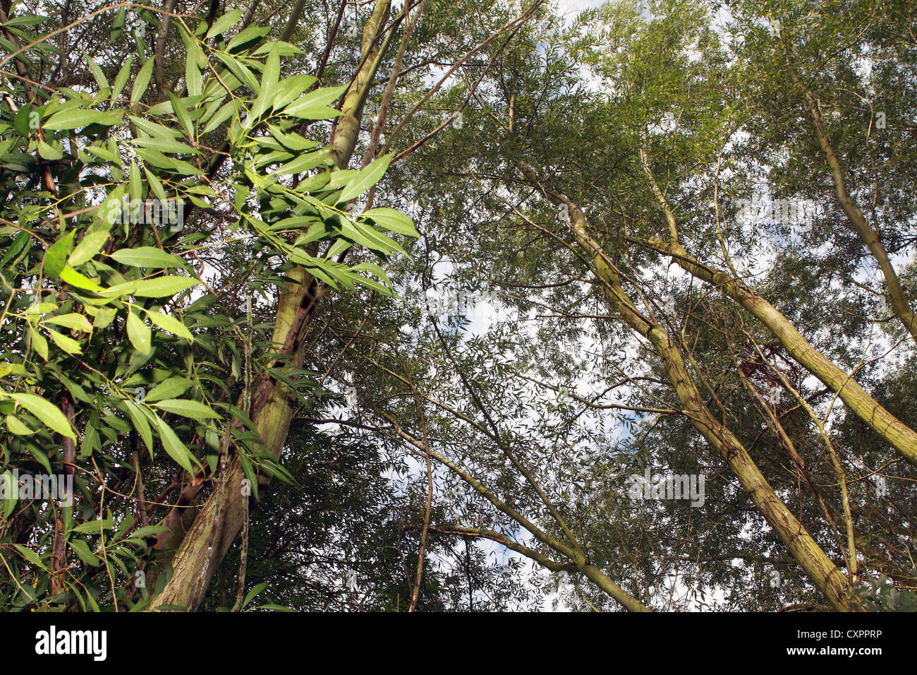 a view upwards into branches of trees, using flash to light the lower ...
