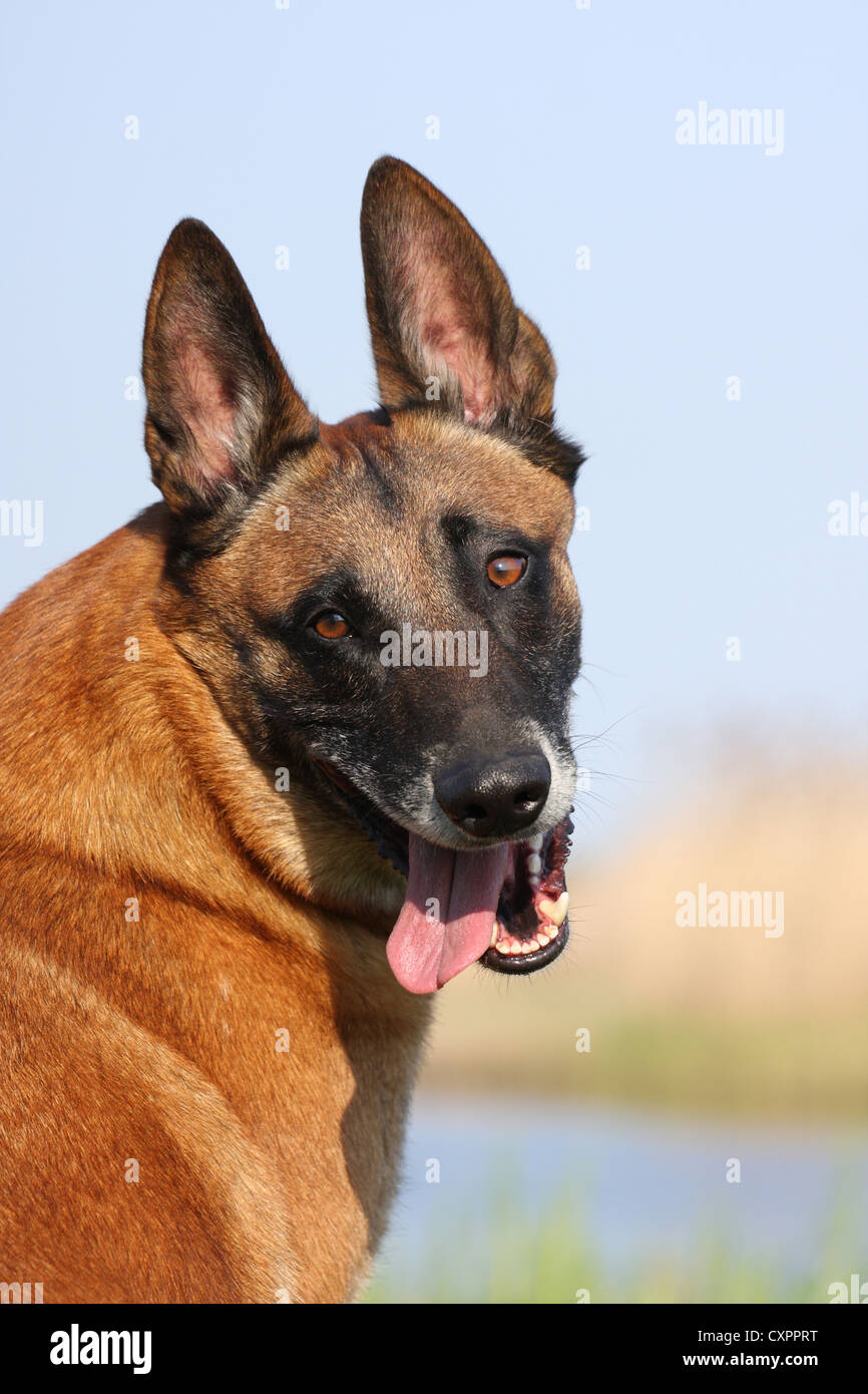 Portrait belgian malinois hi-res stock photography and images - Alamy