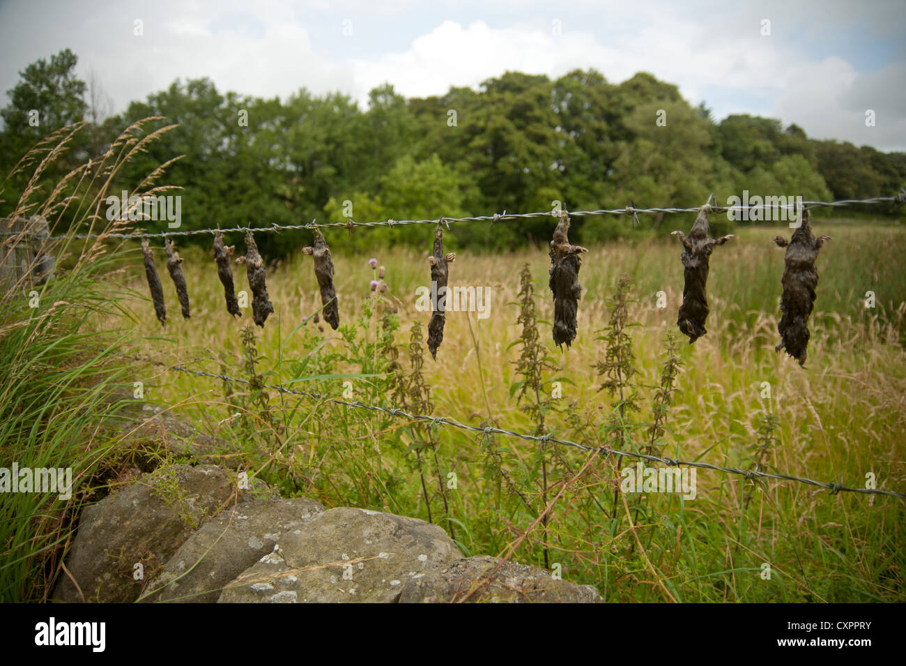 A molecatchers Gibbet, Northumberland. England. SCO 8623 Stock Photo ...
