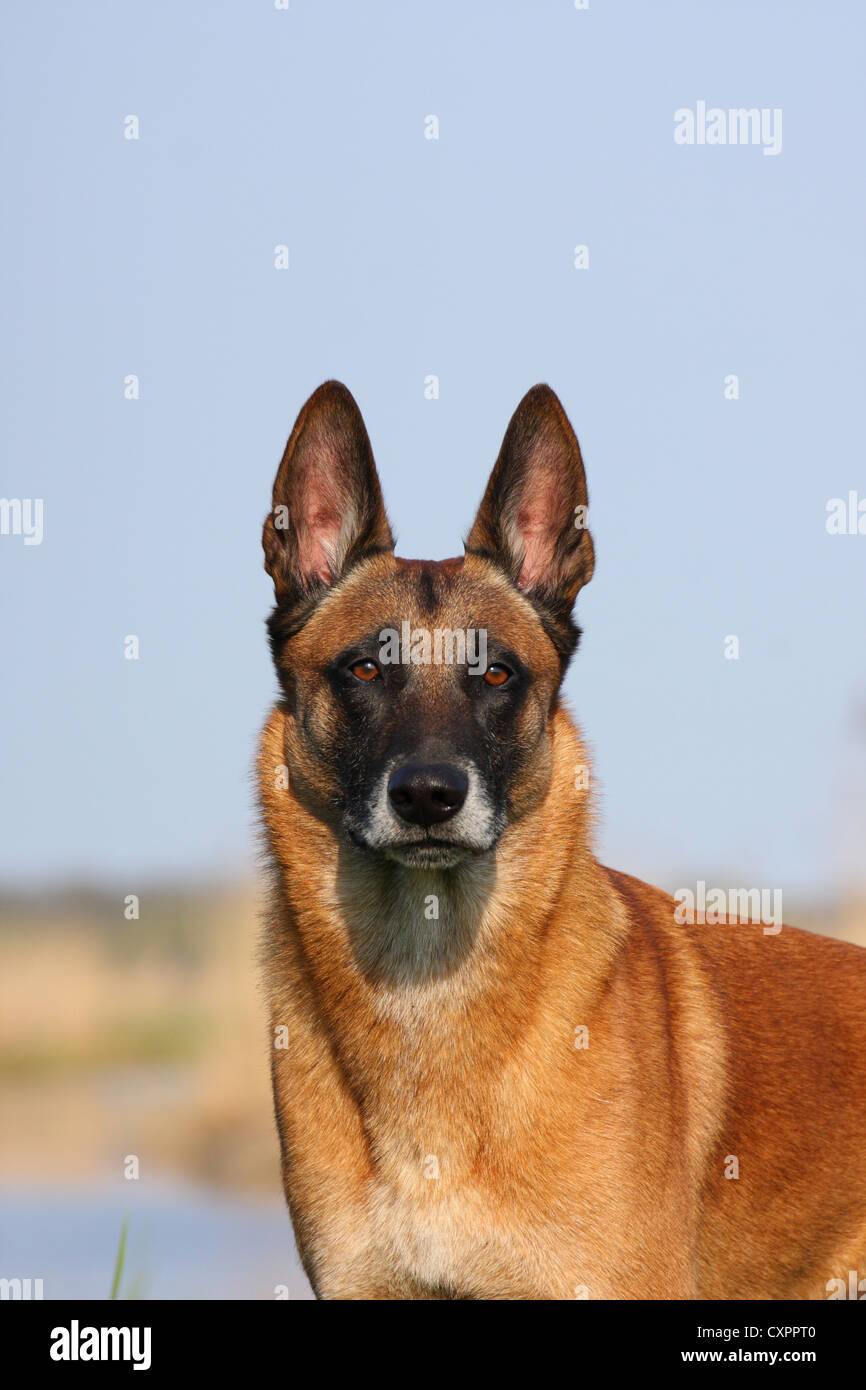 Portrait belgian malinois hi-res stock photography and images - Alamy