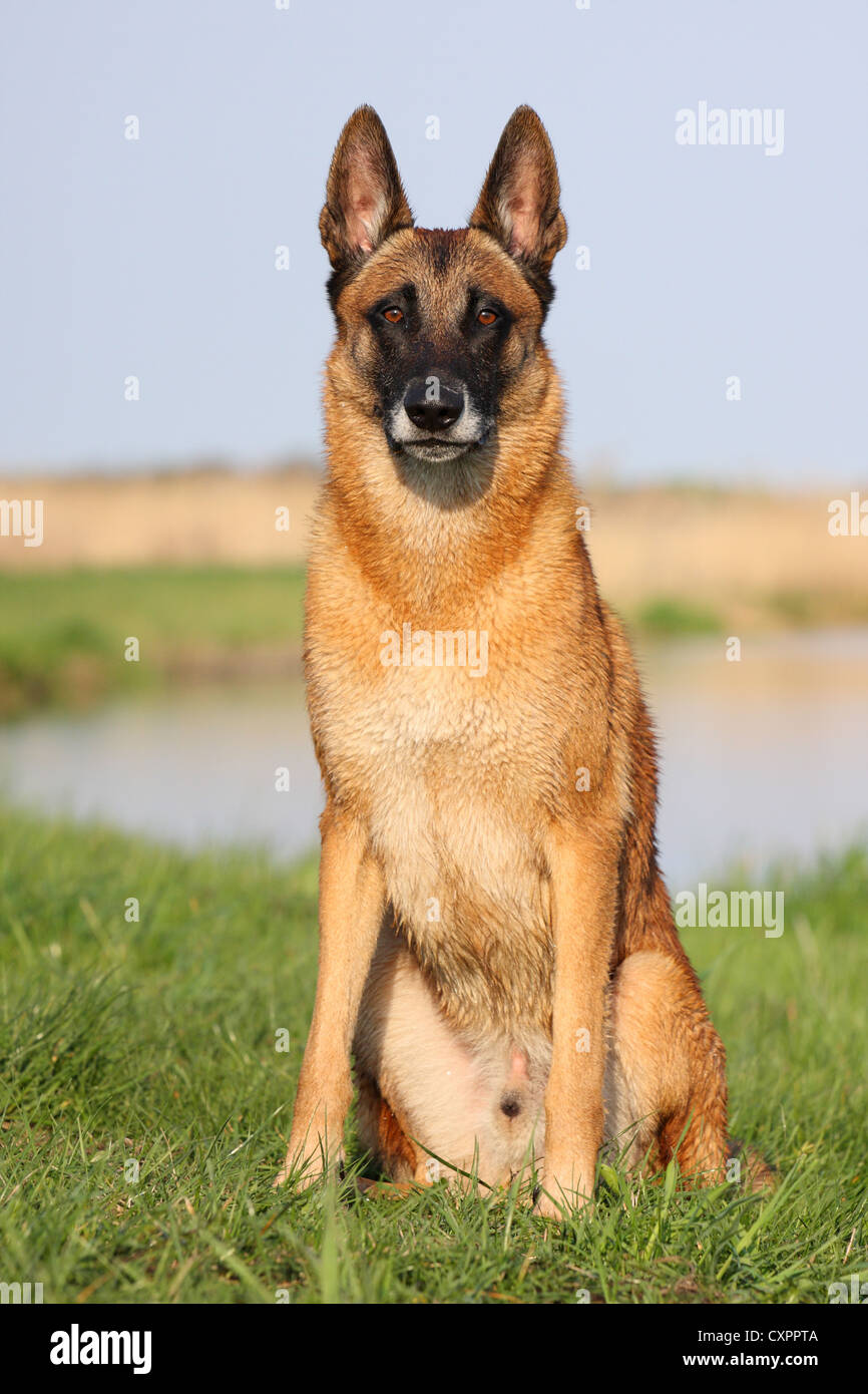 Wet malinois hi-res stock photography and images - Alamy