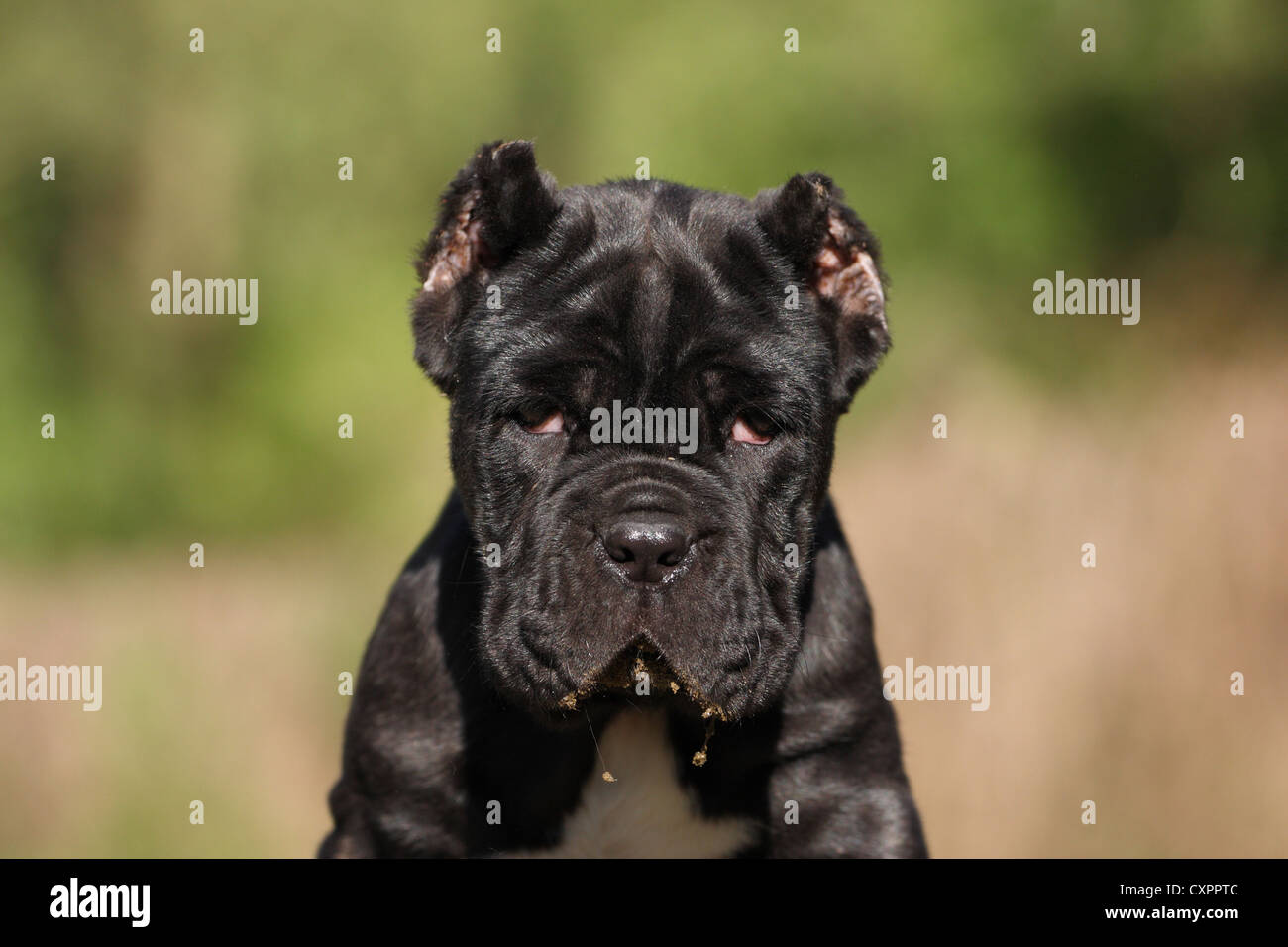 Neapolitan Mastiff dog puppy Stock Photo - Alamy