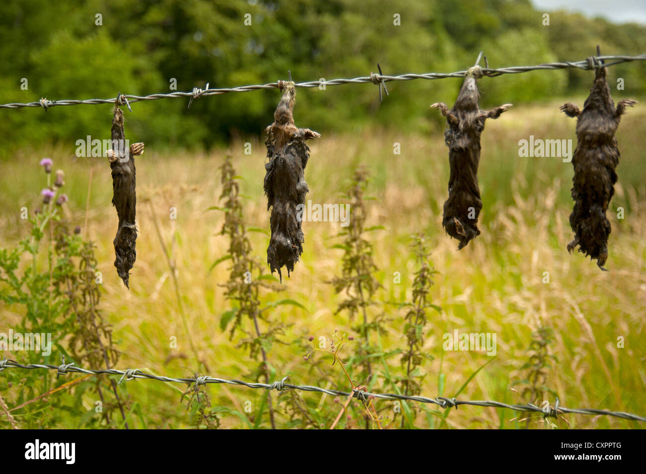 A molecatchers Gibbet, Northumberland. England. SCO 8624 Stock Photo ...