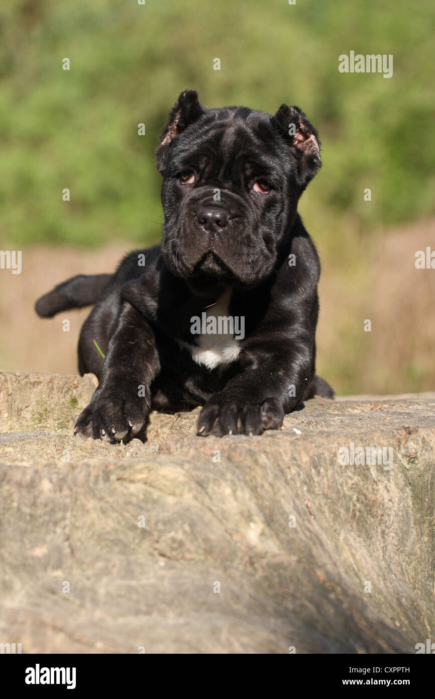 Neapolitan Mastiff dog puppy Stock Photo - Alamy