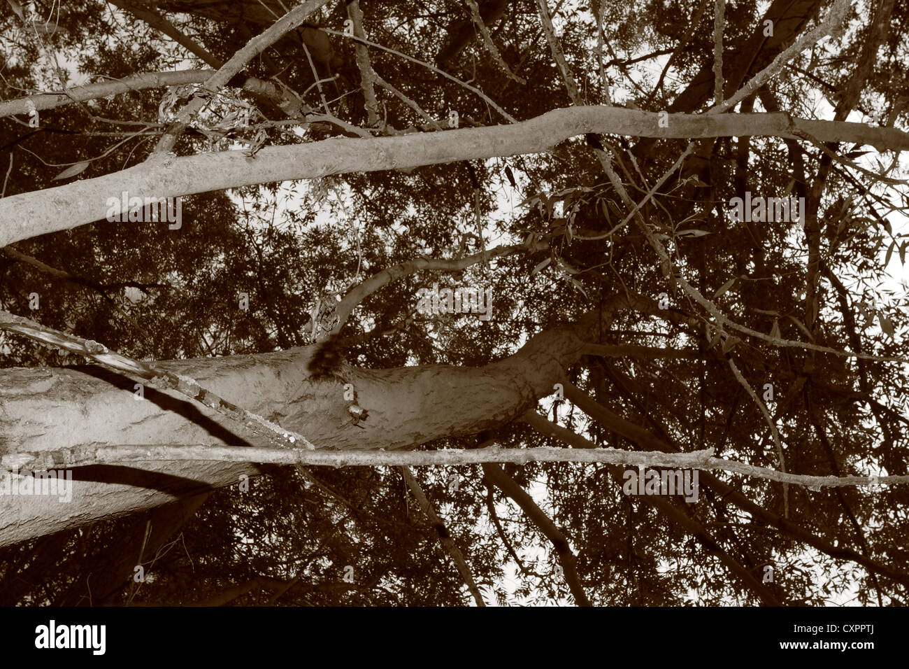 Lower branches hi-res stock photography and images - Alamy