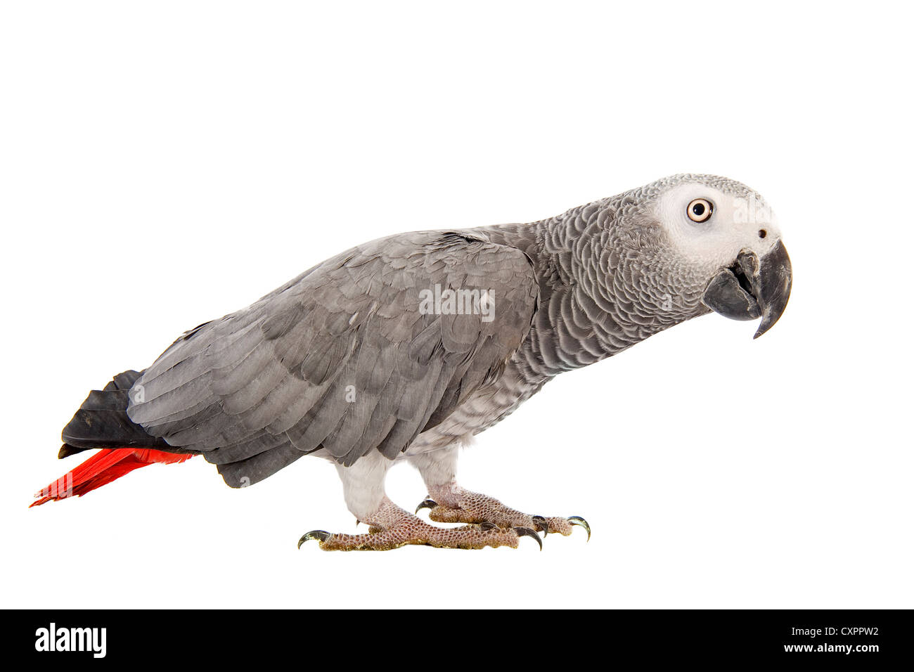 African grey parrot hi-res stock photography and images - Alamy