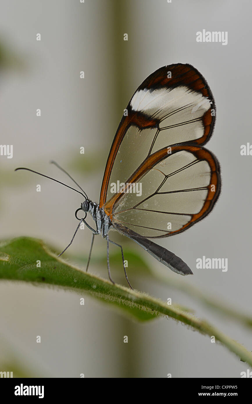 Orange butterfly flying hi-res stock photography and images - Alamy