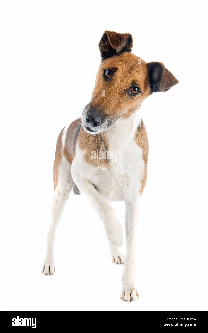 portrait of a purebred smooth fox terrier in front of white background ...