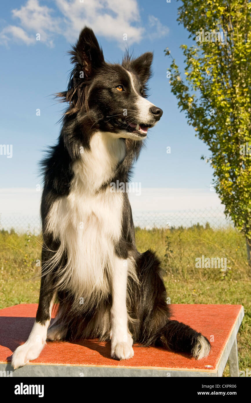 portrait of purebred border collie in the nature Stock Photo - Alamy