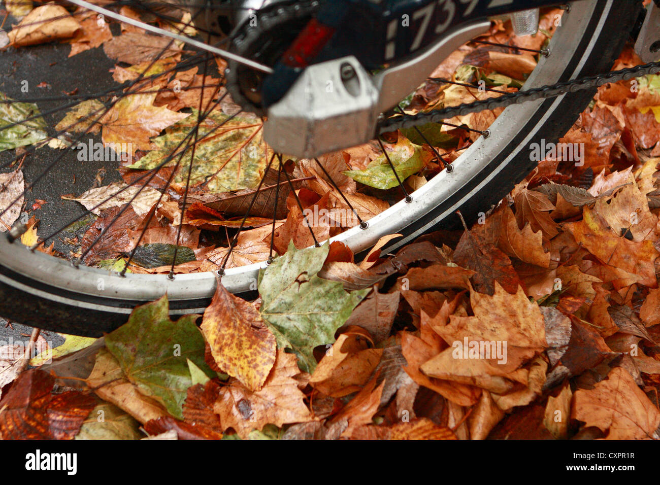 The wheel of a Boris Bike parked amongst autumn leaves Stock Photo - Alamy