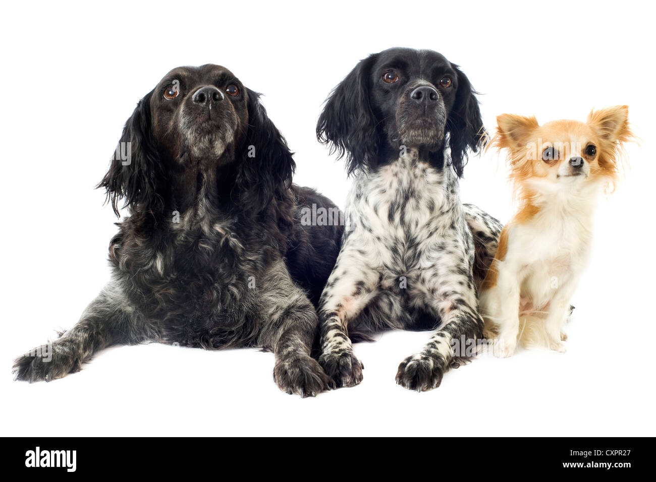 Brittany spaniels Cut Out Stock Images & Pictures - Alamy