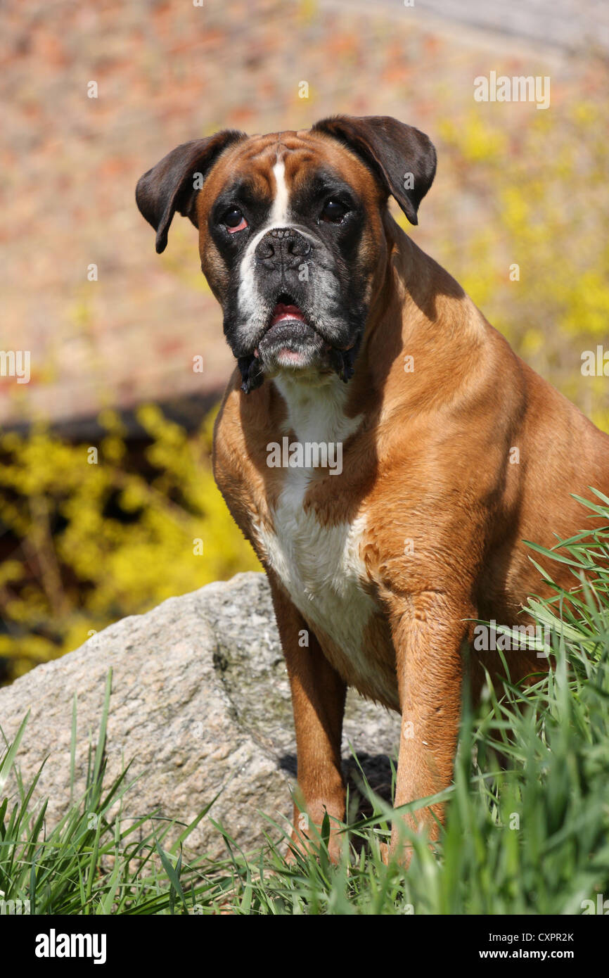Boxer dog sitting grass hi-res stock photography and images - Alamy
