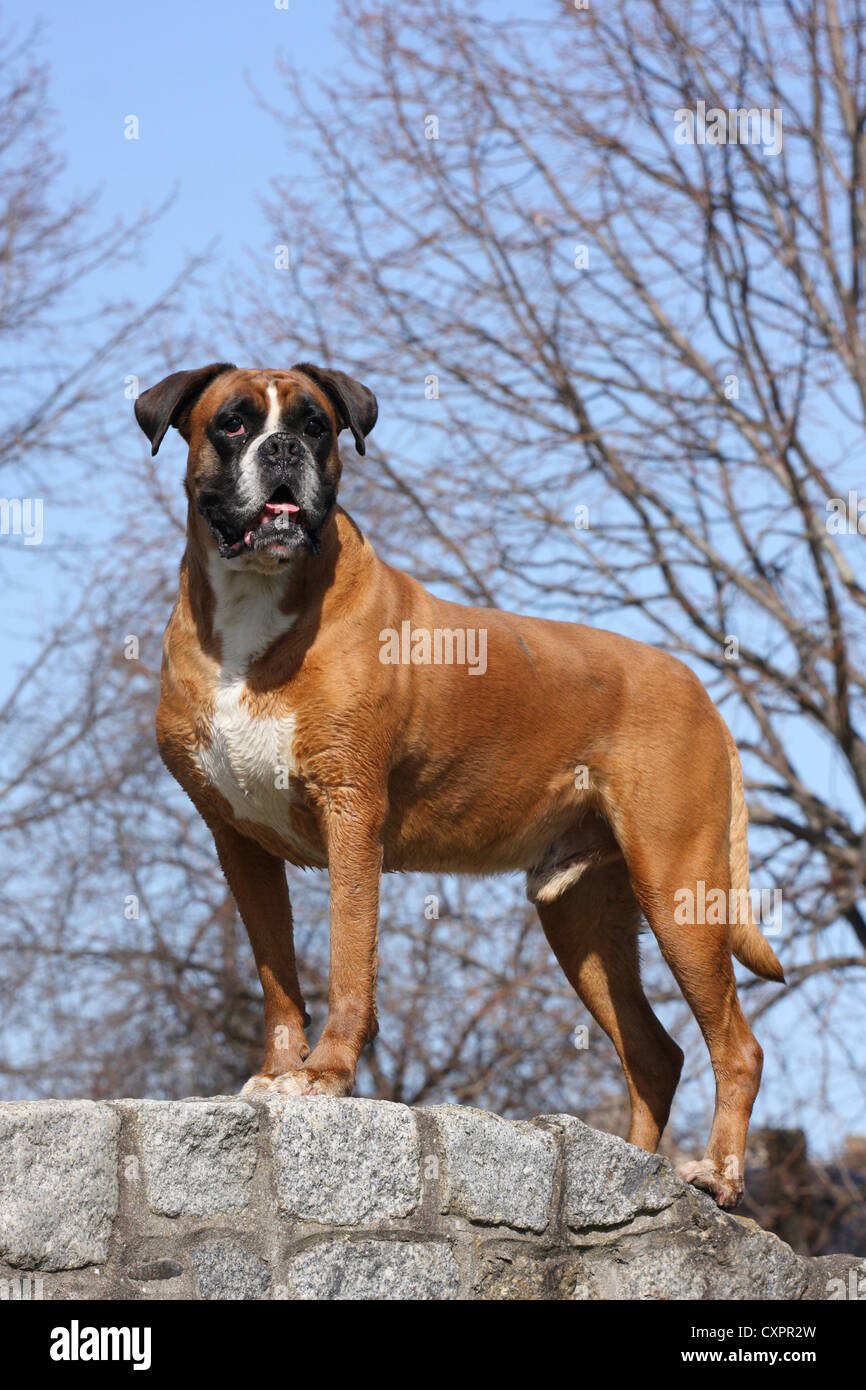 standing German Boxer Stock Photo - Alamy