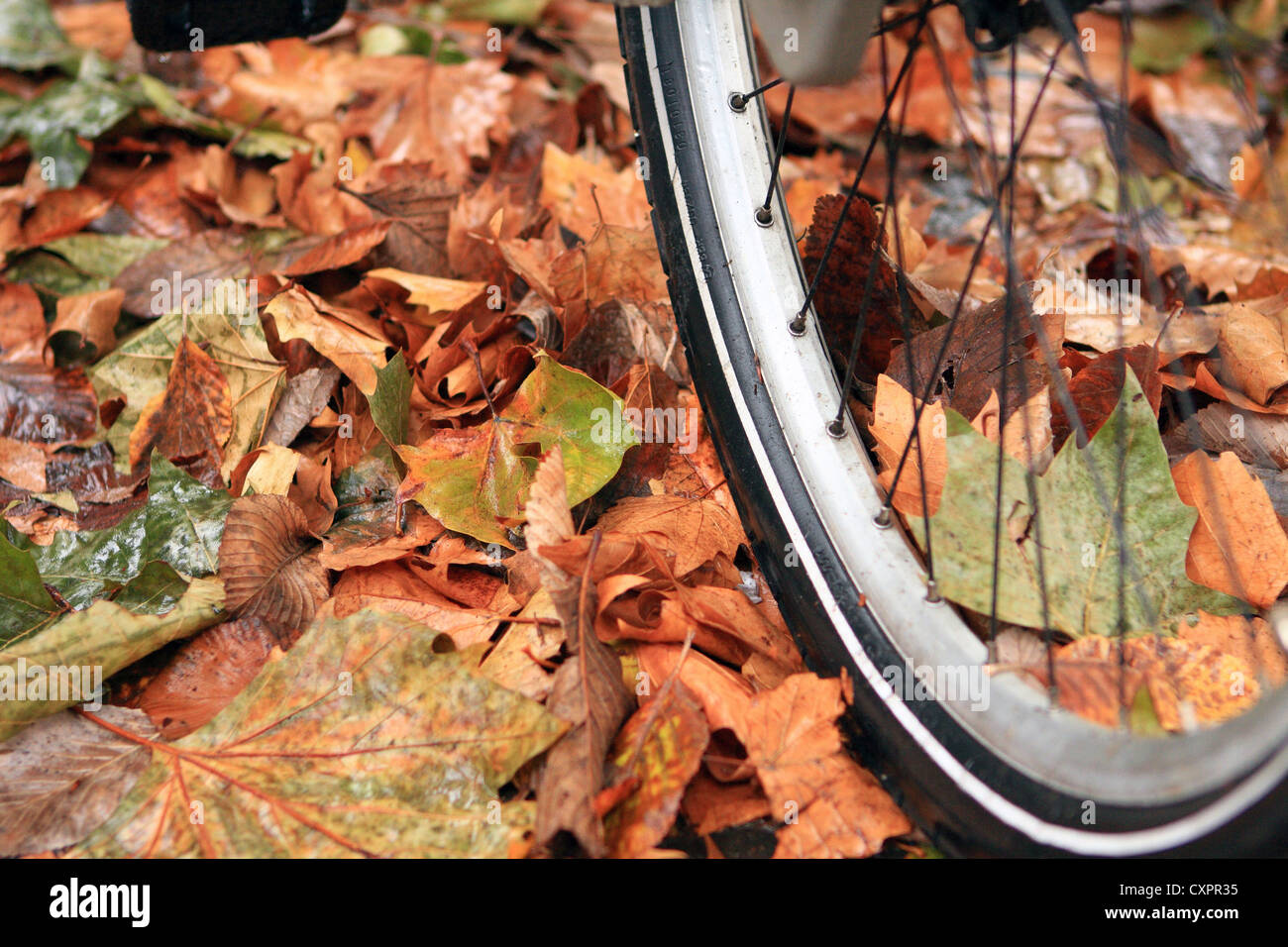 The wheel of a Boris Bike parked amongst autumn leaves Stock Photo - Alamy