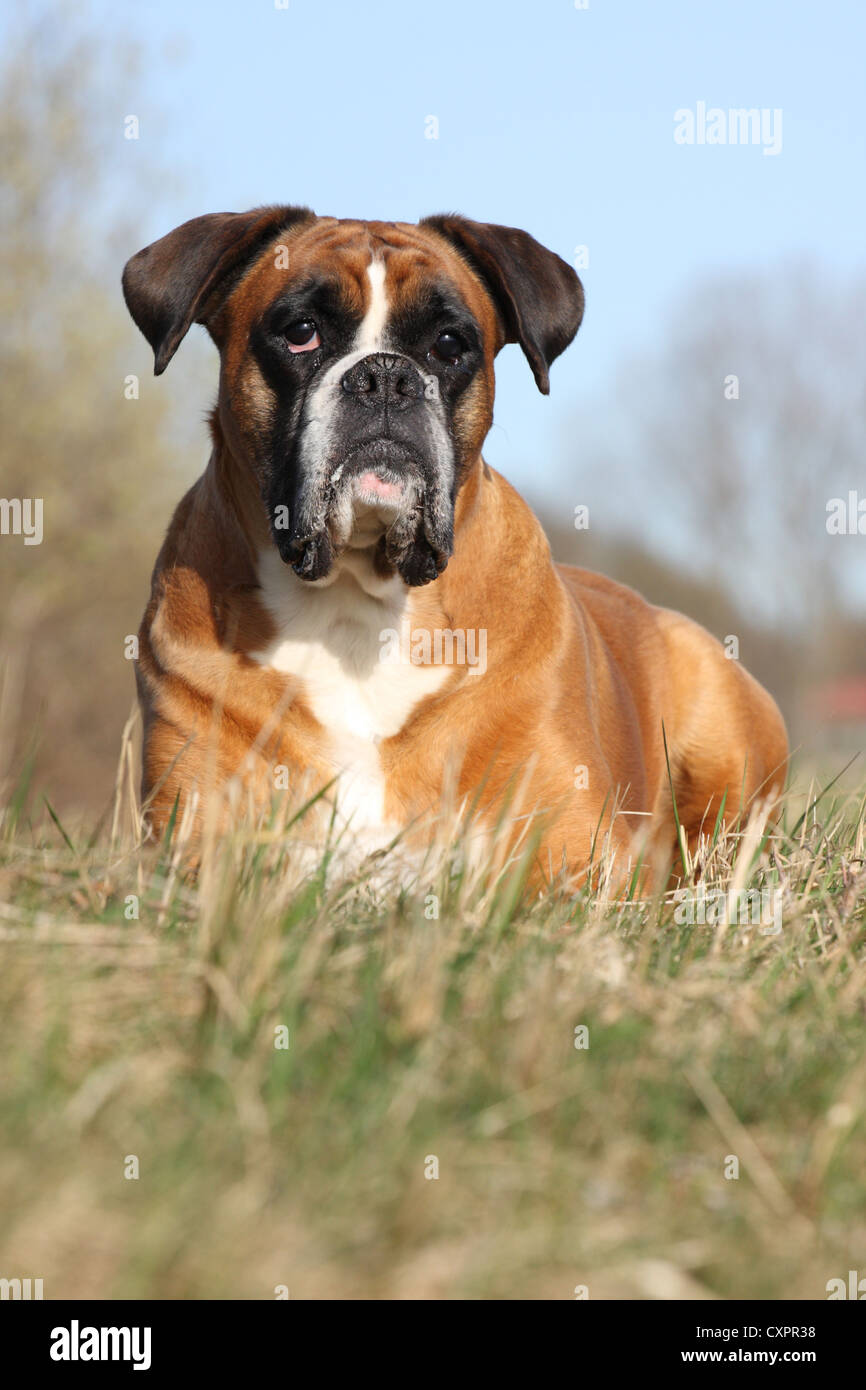 lying German Boxer Stock Photo - Alamy