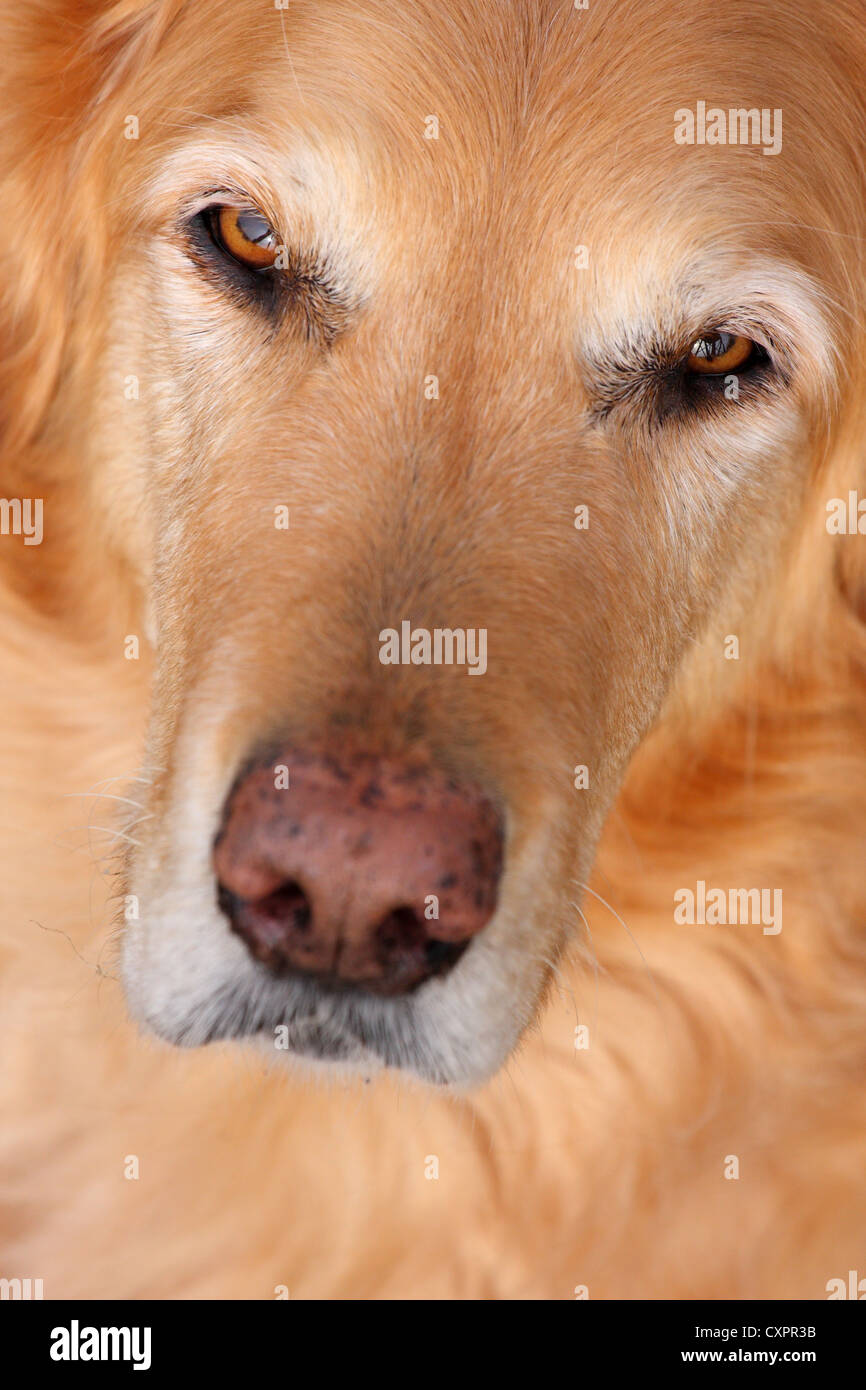 Golden Retriever face Stock Photo - Alamy