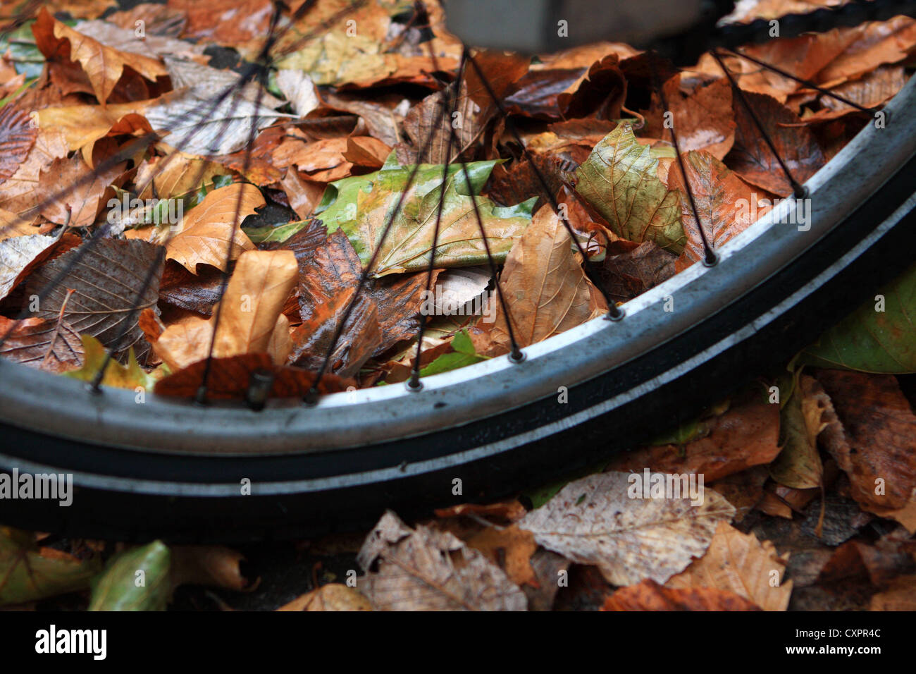 The wheel of a Boris Bike parked amongst autumn leaves Stock Photo - Alamy