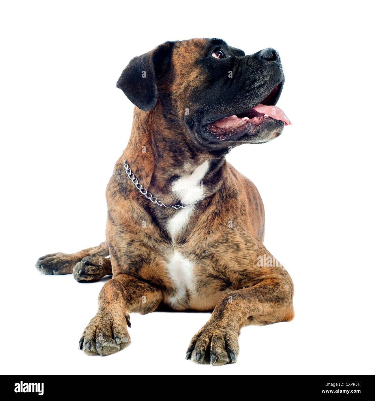 Purebred boxer hi-res stock photography and images - Alamy