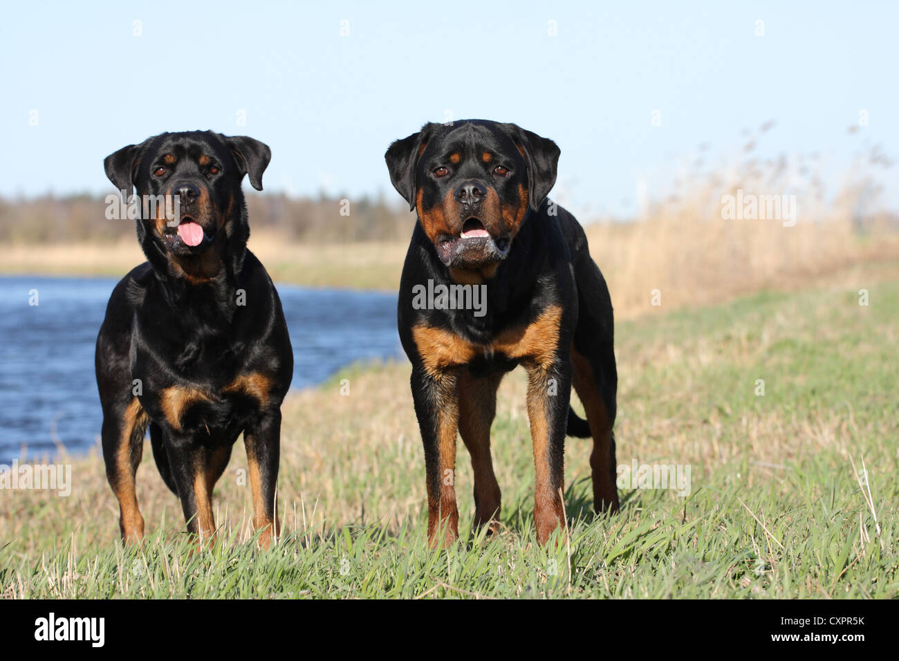 Rottweilers two dog rottweiler hi-res stock photography and images - Alamy