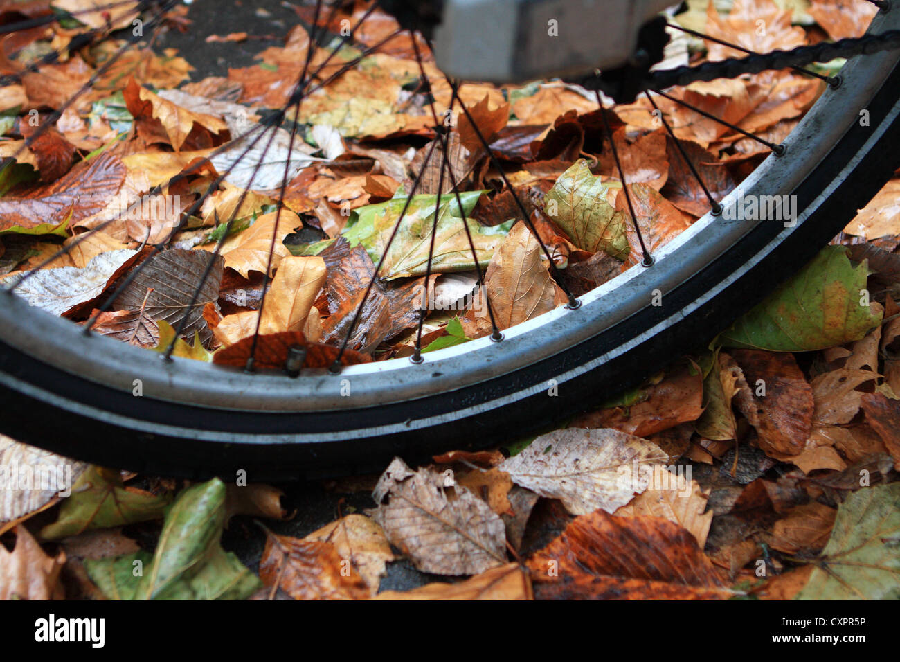 The wheel of a Boris Bike parked amongst autumn leaves Stock Photo - Alamy