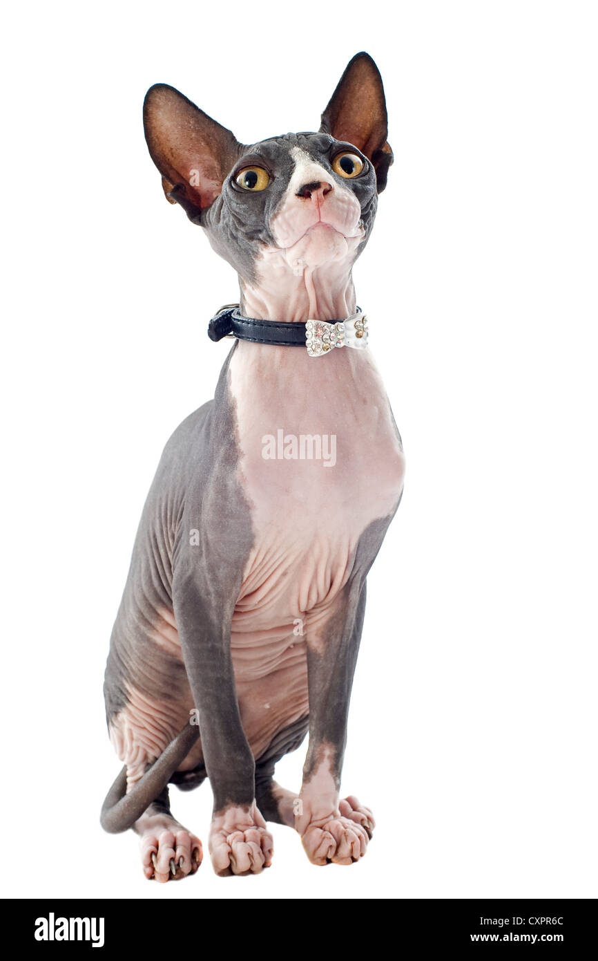 Beautiful Sphynx Cat