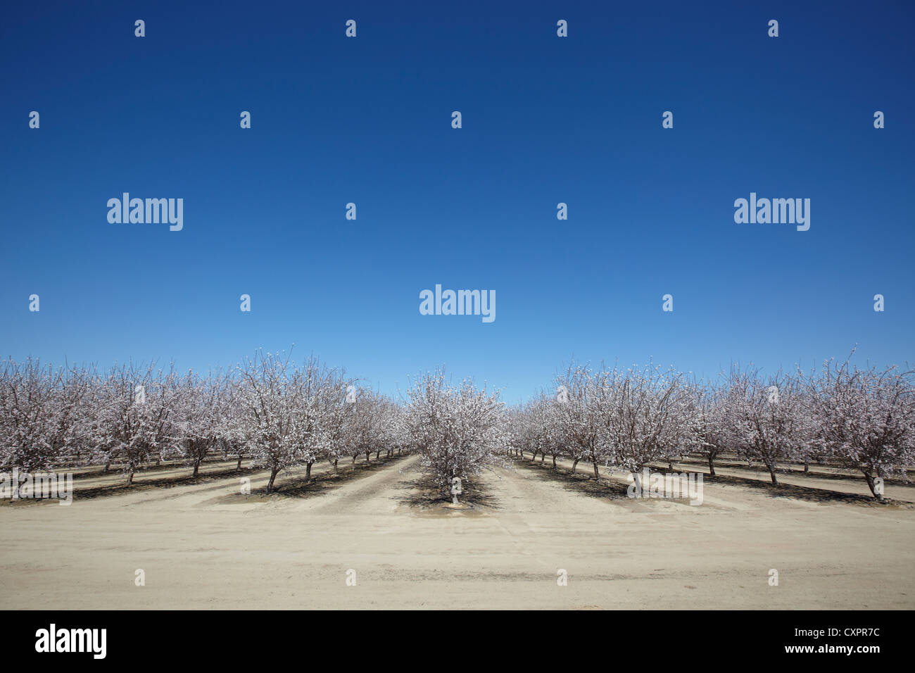 Almond Blooming Trees Stock Photo - Alamy