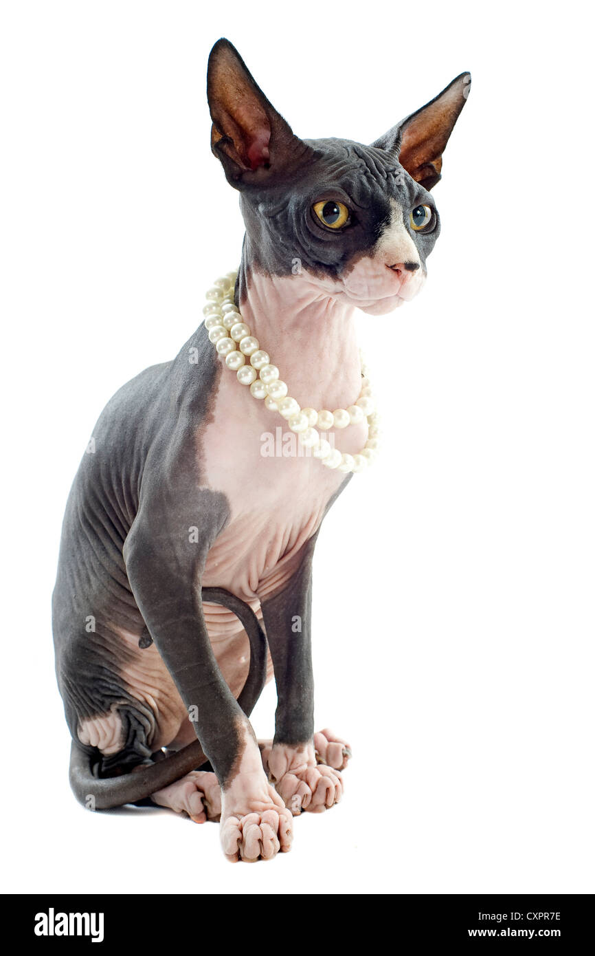 beautiful purebred sphynx cat in front of white background Stock Photo ...
